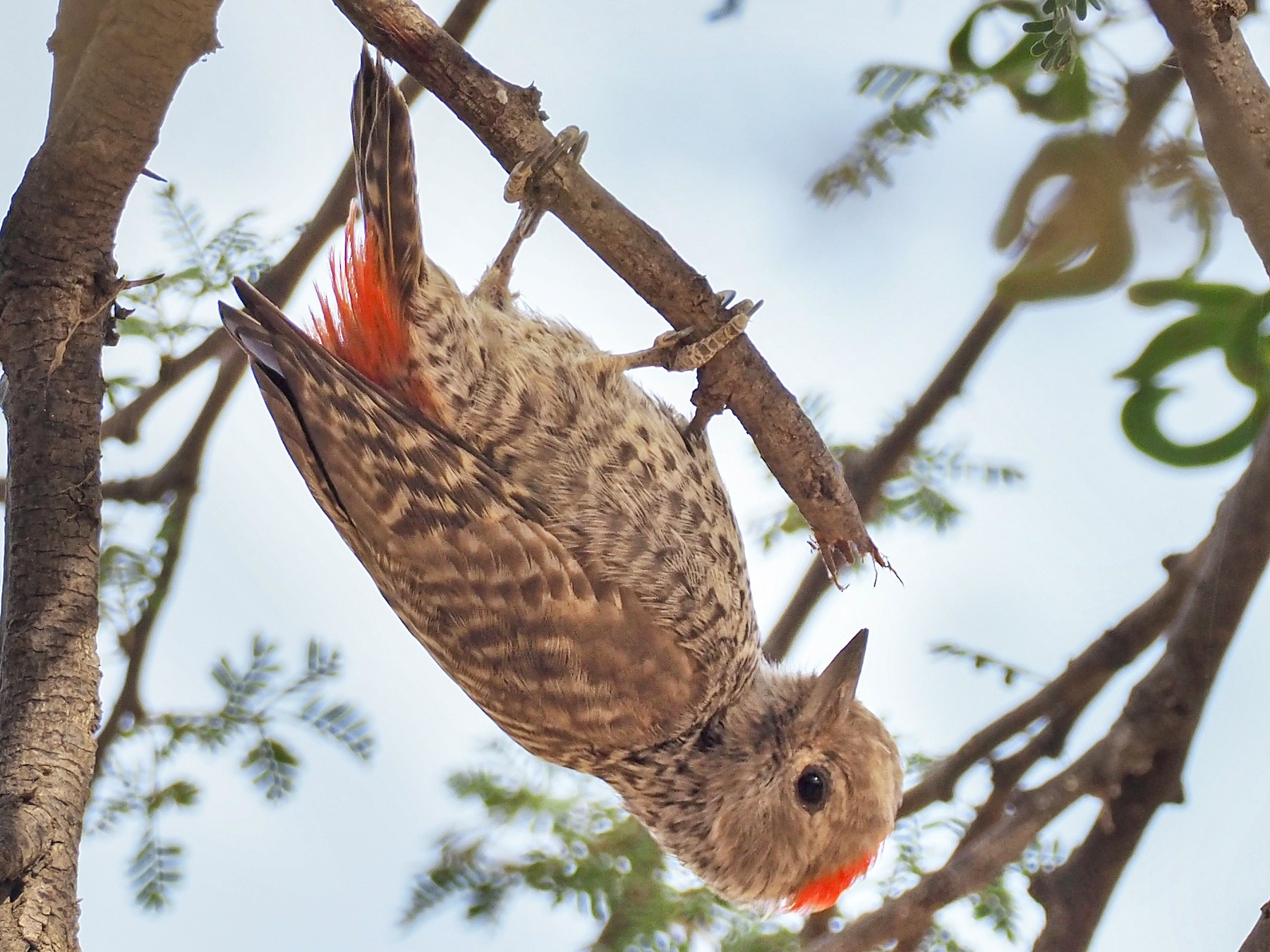 Little Gray Woodpecker - eBird