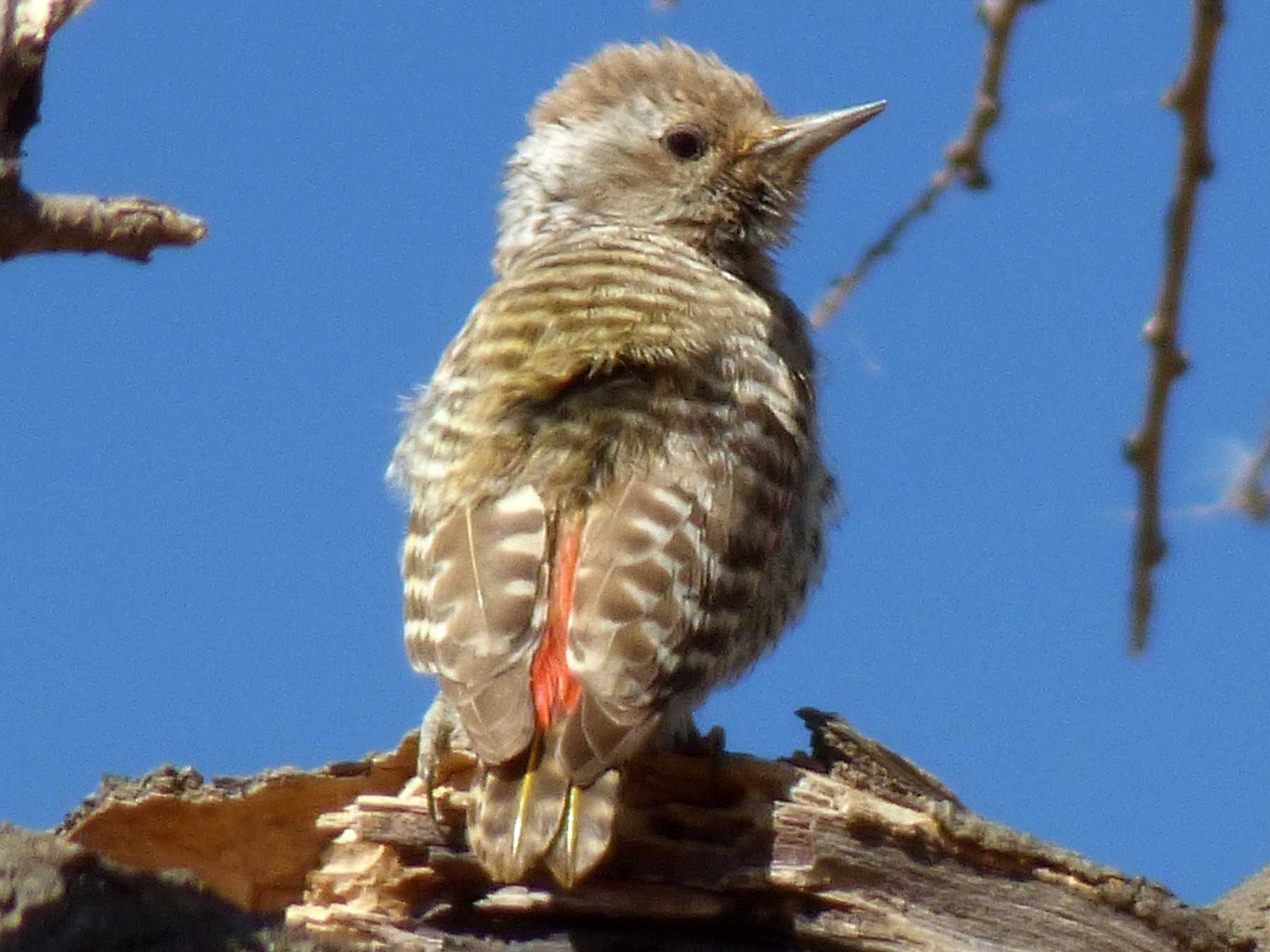 Little Gray Woodpecker - eBird