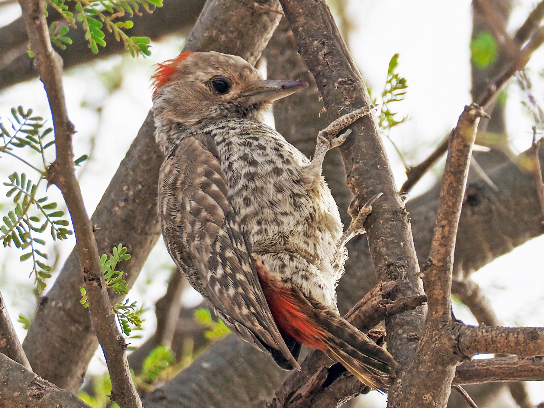 Little Gray Woodpecker - eBird
