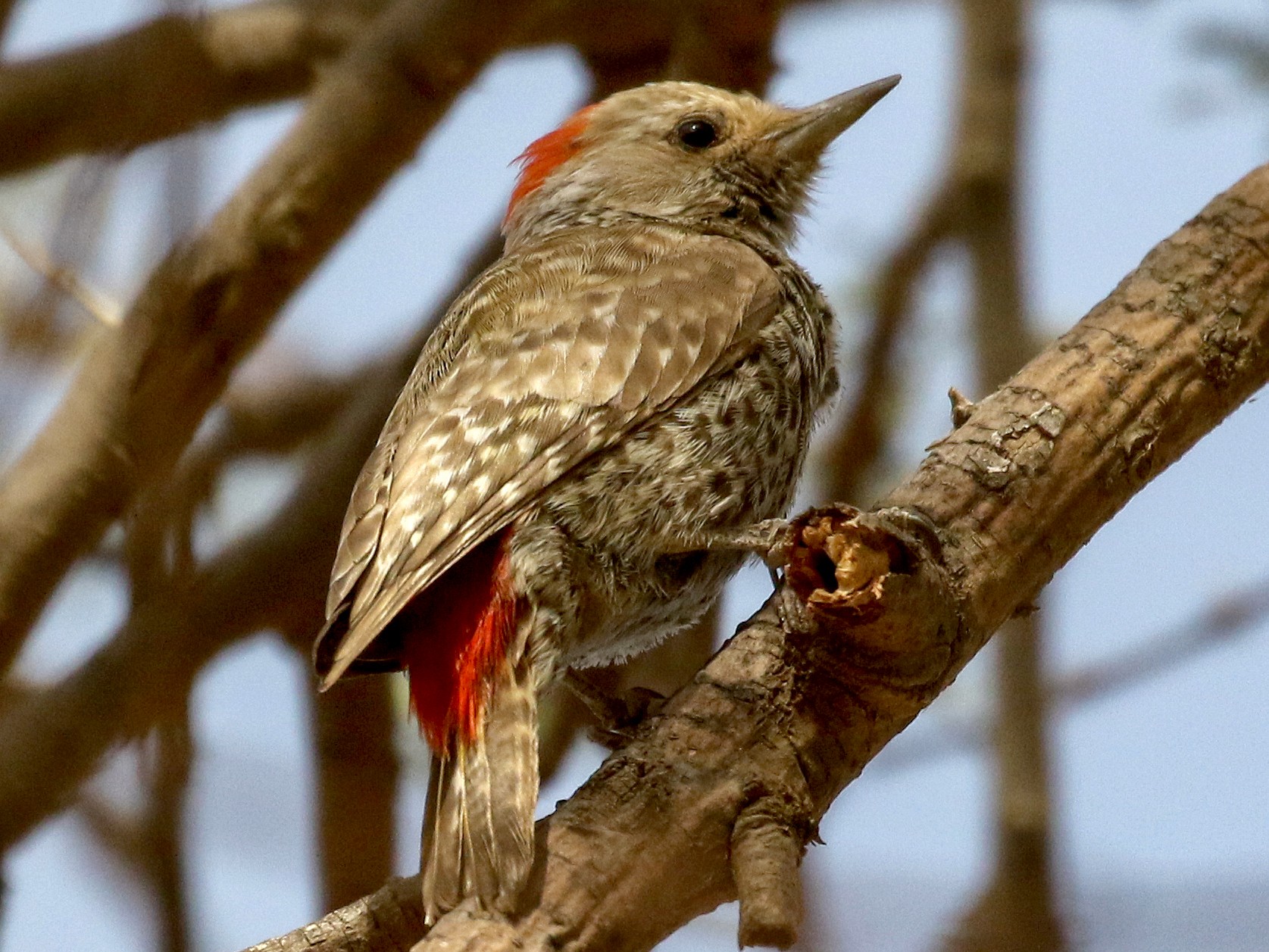 Little Gray Woodpecker - eBird