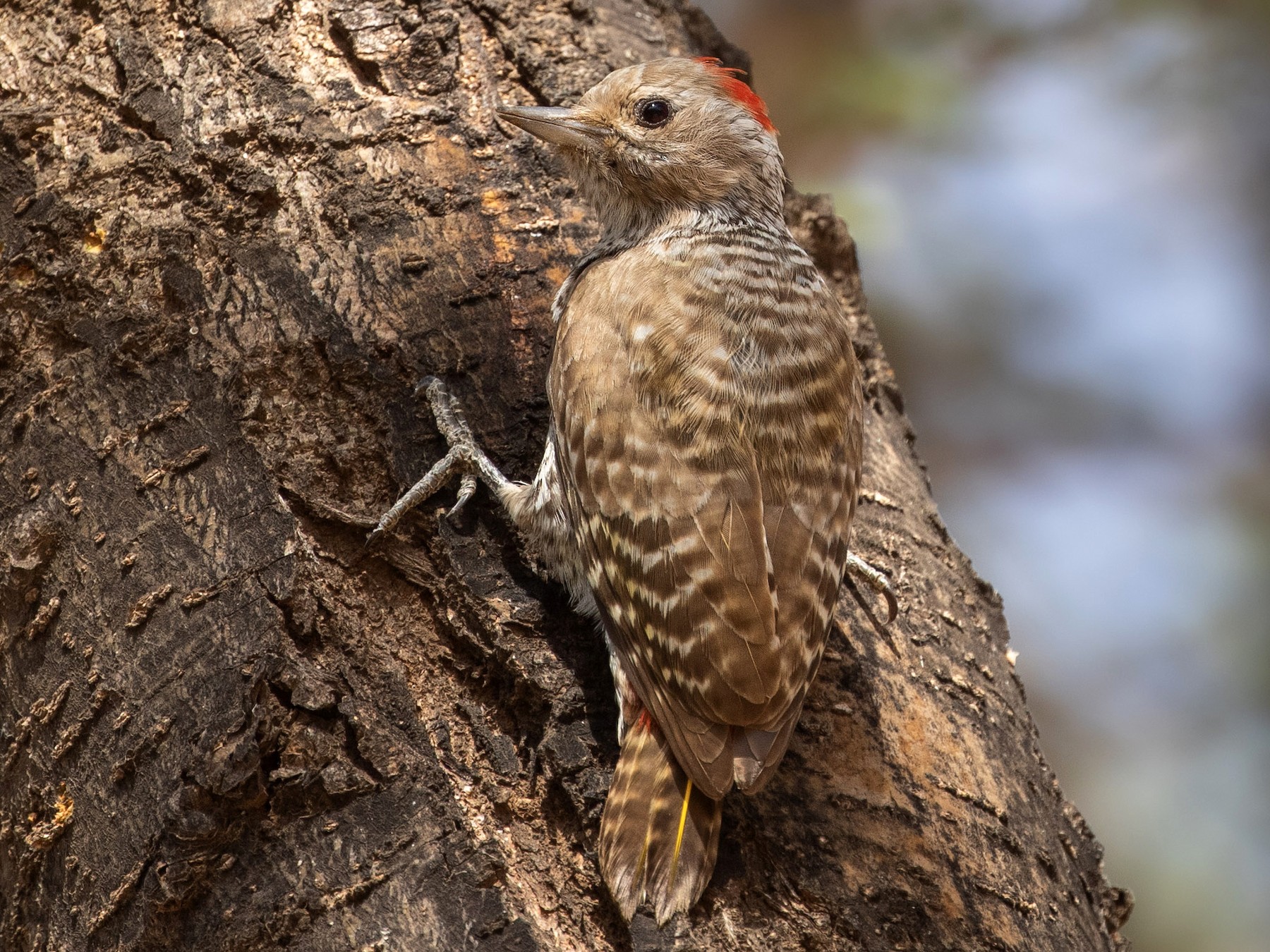Pito Saheliano - eBird