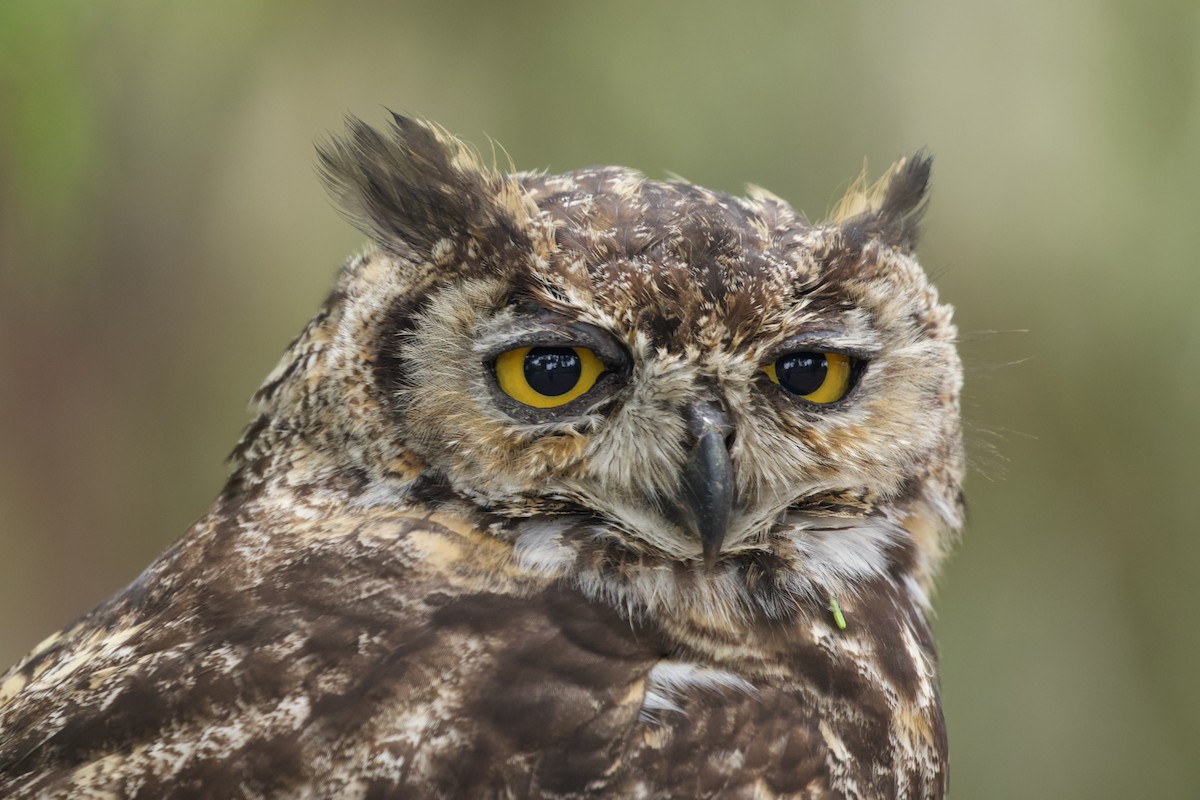 eBird Checklist - 24 Sep 2021 - Ernie Howlett Park - 16 species