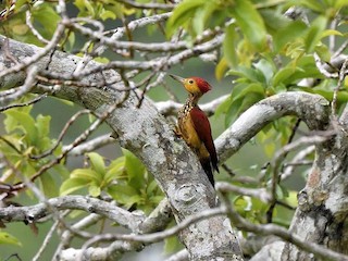 Yellow-faced Flameback - eBird