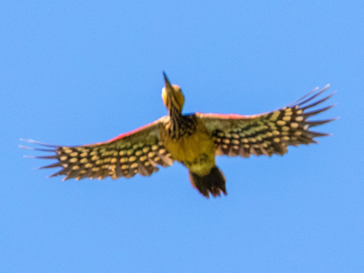 Yellow-faced Flameback - eBird