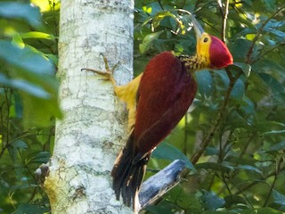 Yellow-faced Flameback - eBird
