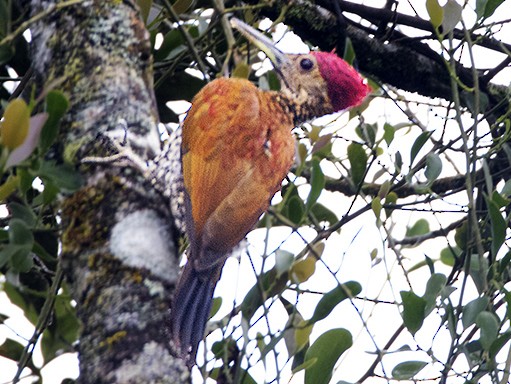 Buff-spotted Flameback - eBird