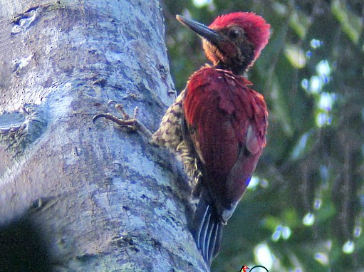 Buff-spotted Flameback - eBird