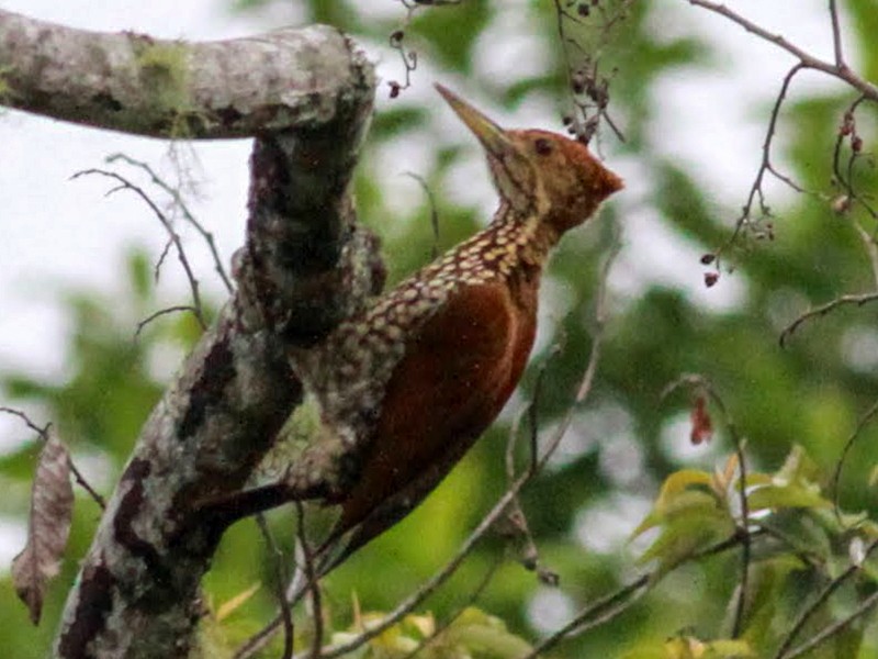 Buff-spotted Flameback - eBird