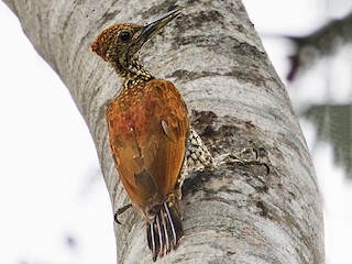 Buff-spotted Flameback - eBird