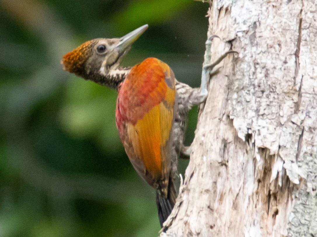 Buff-spotted Flameback - eBird