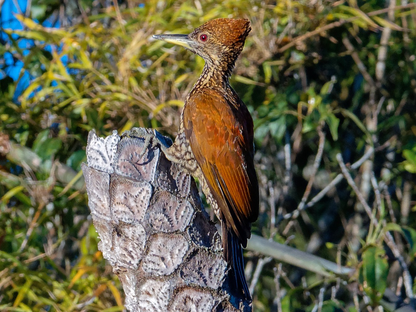 Buff-spotted Flameback - eBird