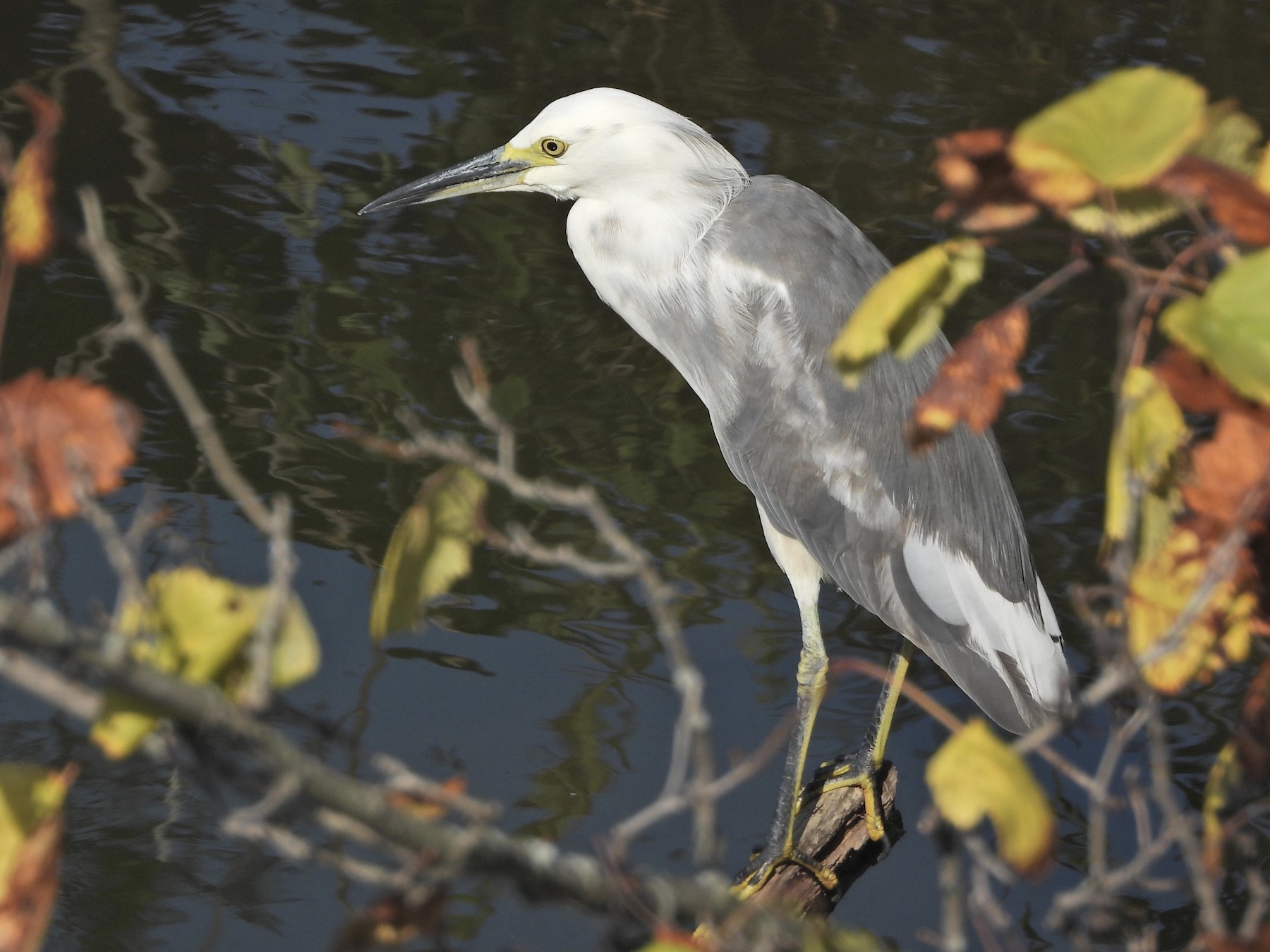 Garza Azul x Blanca (híbrido) - eBird