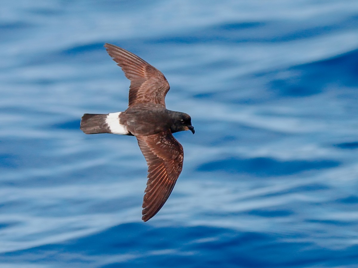 European Storm-Petrel - Hydrobates pelagicus - Birds of the World