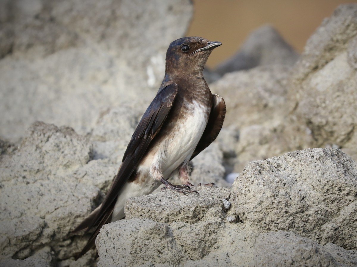Caribbean Martin - Progne dominicensis - Birds of the World