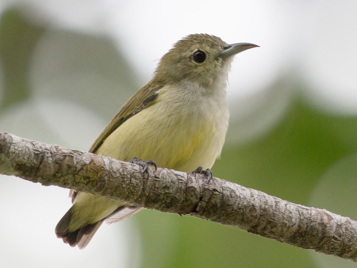 Andaman Flowerpecker - Dicaeum virescens - Birds of the World