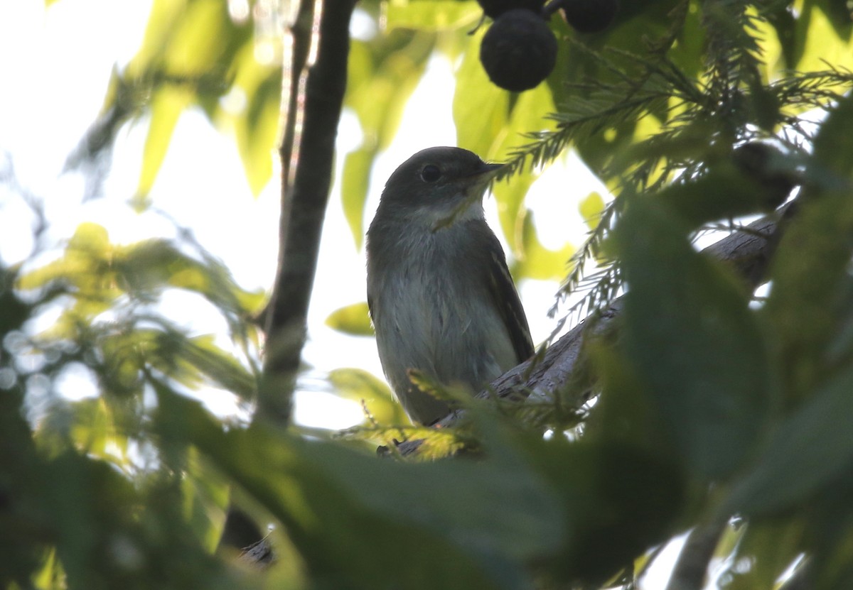 eBird Checklist - 24 Sep 2021 - LeRoy Wright Park - 33 species (+1 ...