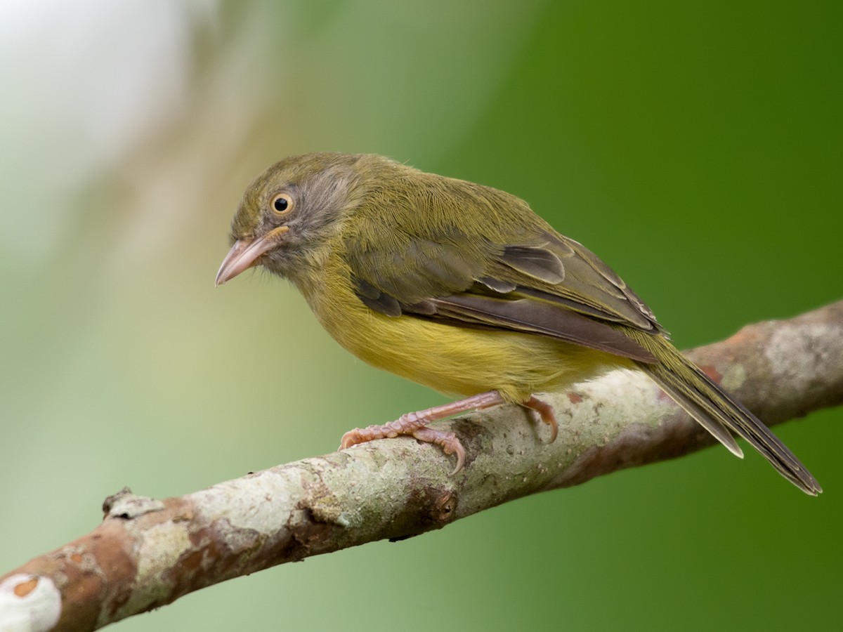 Scrub Greenlet - Hylophilus flavipes - Birds of the World