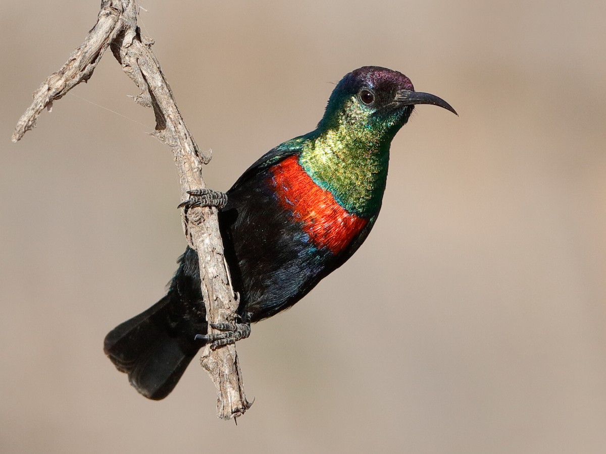 Shining Sunbird - Cinnyris habessinicus - Birds of the World