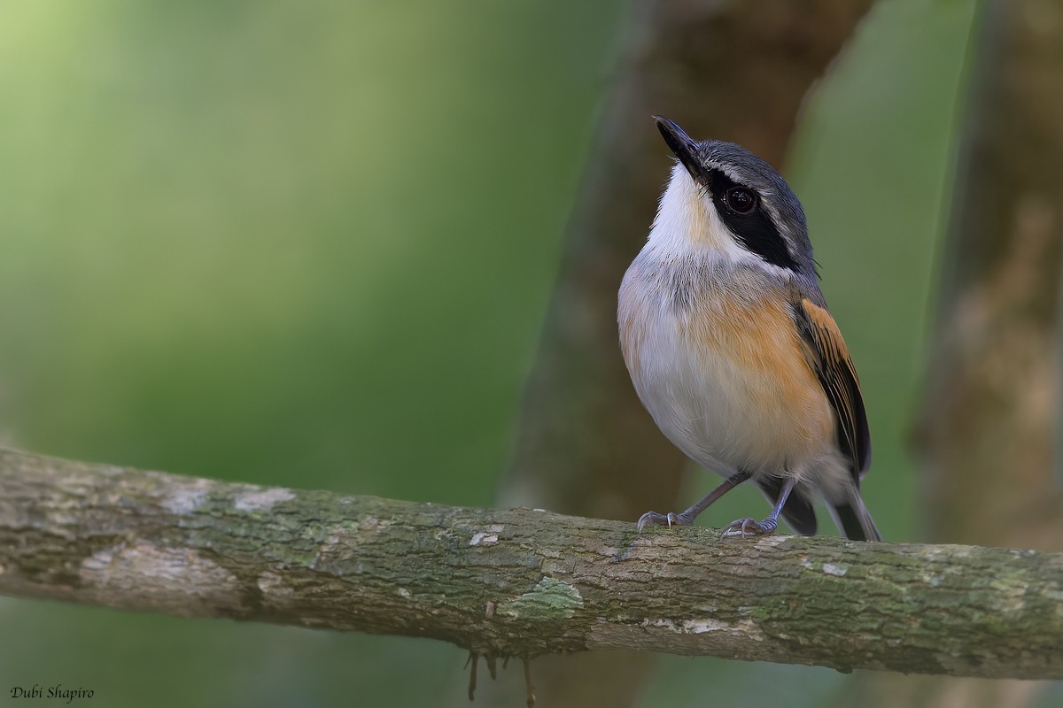 ML372257171 Short-tailed Batis (Reichenow's) Macaulay Library