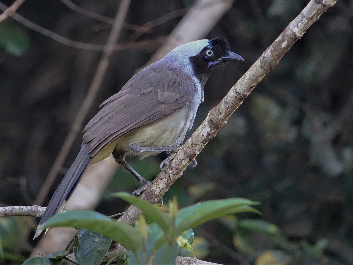 Azure-naped Jay - Cyanocorax heilprini - Birds of the World