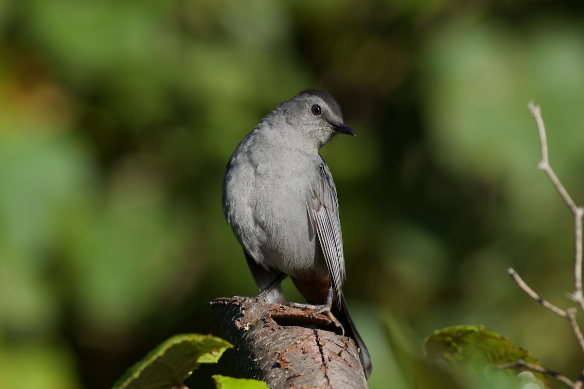 eBird Checklist - 25 Sep 2021 - Trout Brook Valley Conservation Area ...