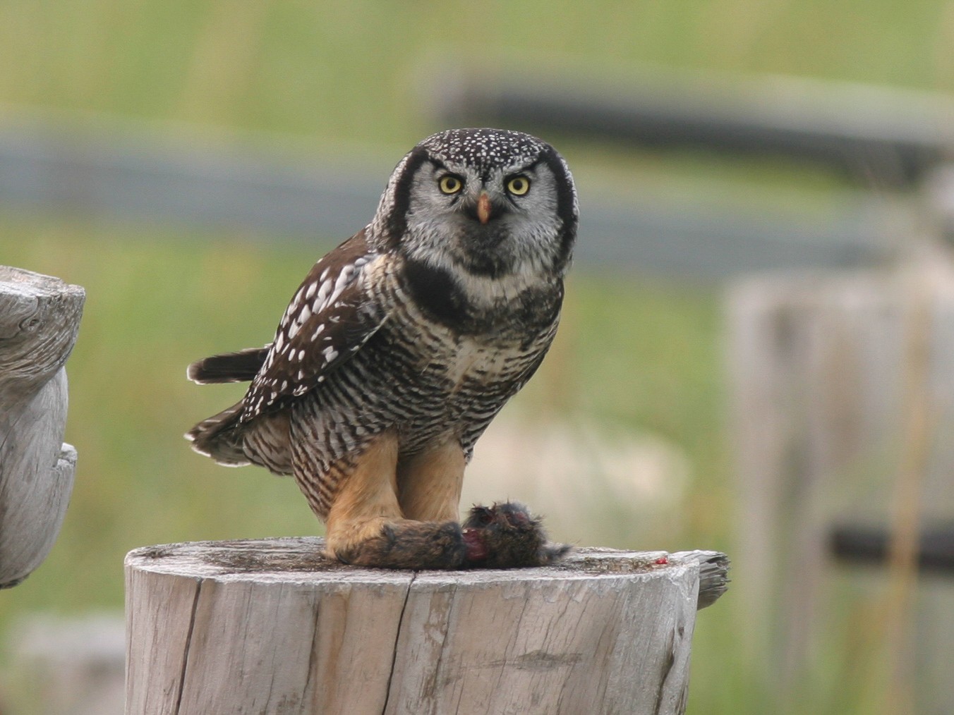 Northern Hawk Owl - eBird