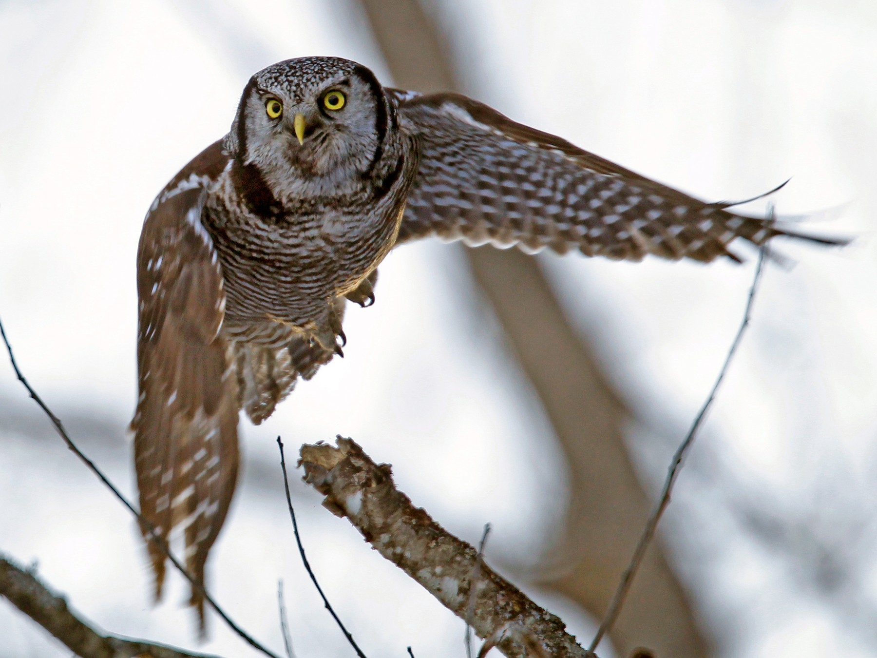 Northern Hawk Owl - eBird