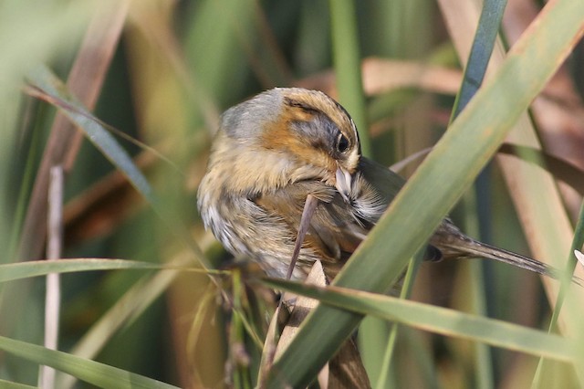Behavior - Nelson's Sparrow - Ammospiza nelsoni - Birds of the World