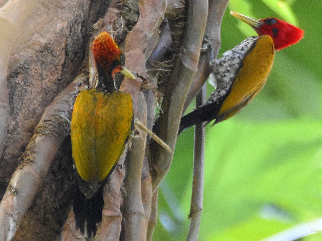 Red-headed Flameback - eBird