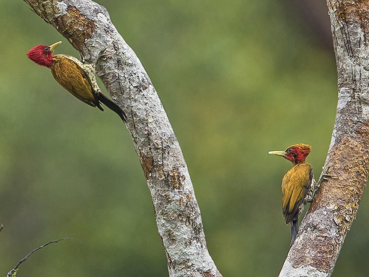 Red-headed Flameback - eBird