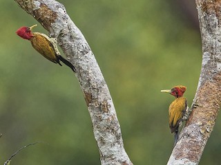 Red-headed Flameback - eBird