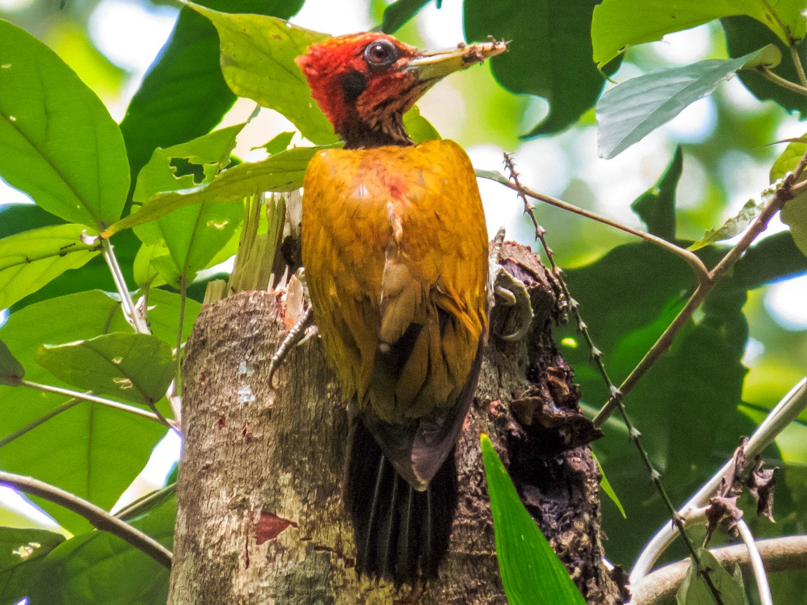Red-headed Flameback - eBird