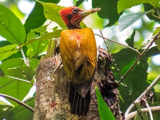 Red-headed Flameback - eBird