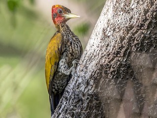 Red-headed Flameback - eBird