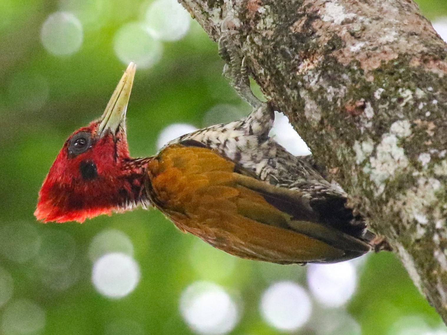 Red-headed Flameback - eBird