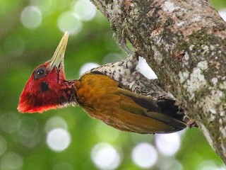 Red-headed Flameback - eBird