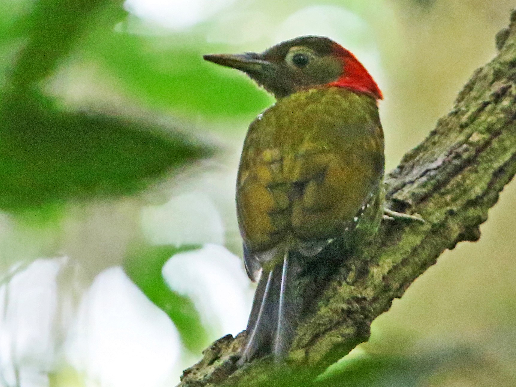 Red-collared Woodpecker - eBird
