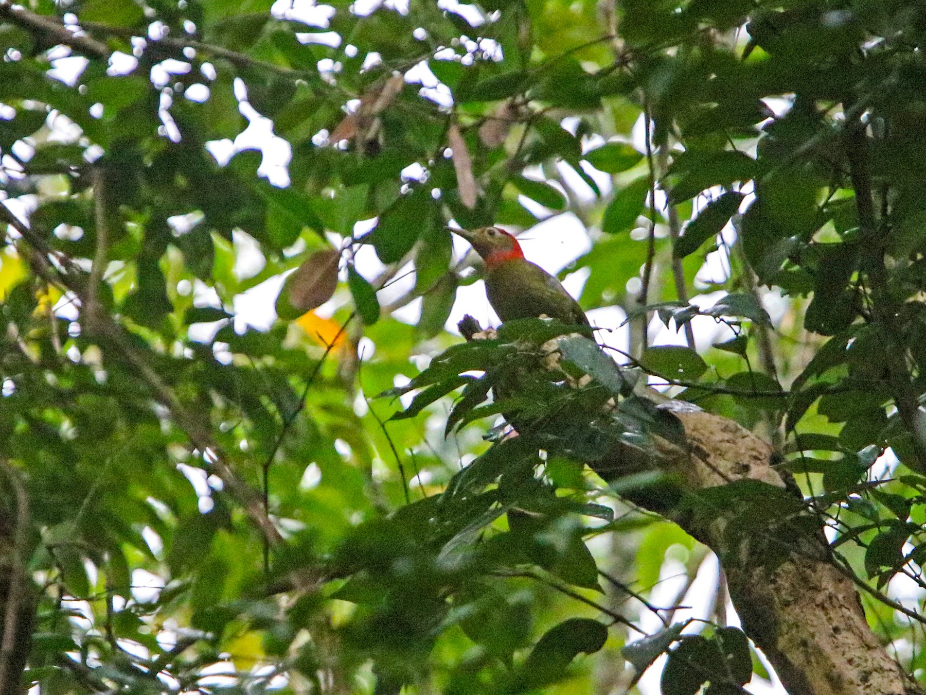 Red-collared Woodpecker - eBird