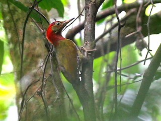 Red-collared Woodpecker - Picus rabieri - Birds of the World