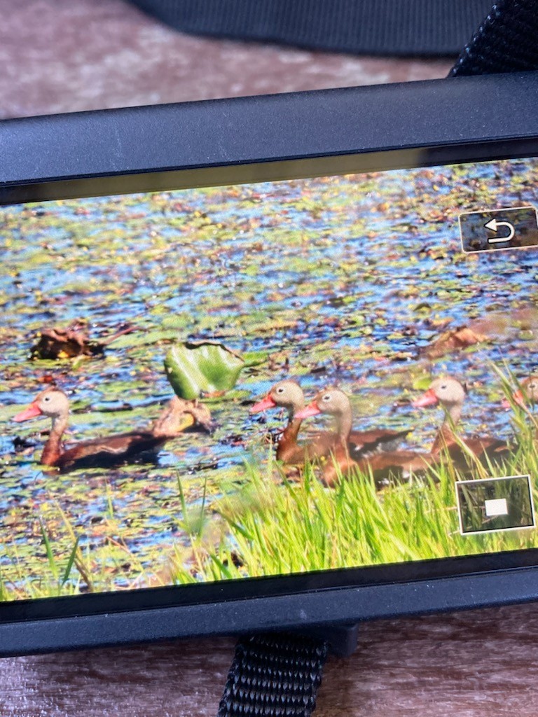 eBird Checklist - 25 Sep 2021 - Attwater Prairie-Chicken NWR--Horseshoe ...