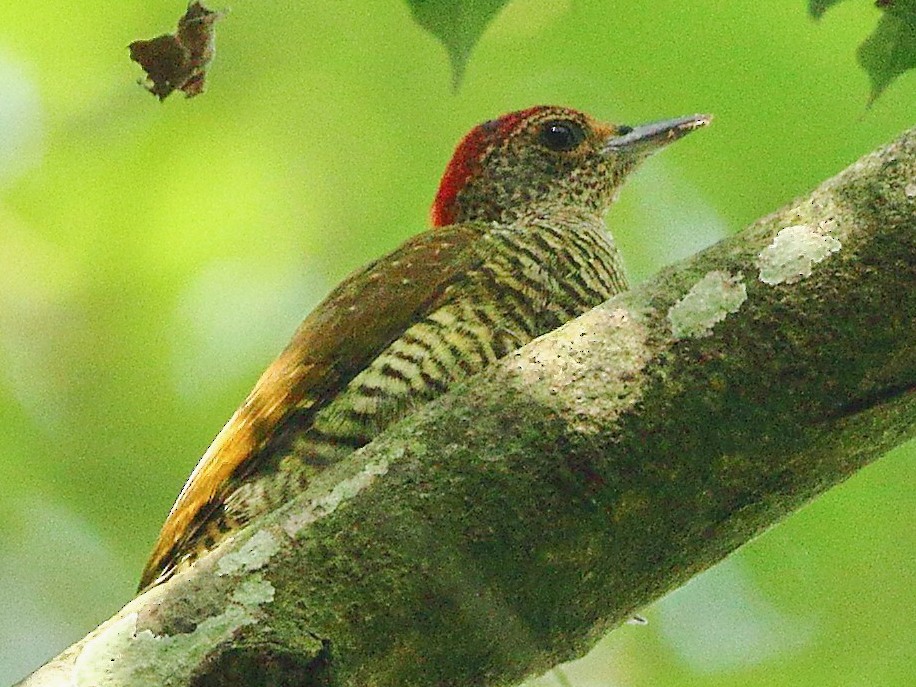 Pito de Guinea (maculosa) - eBird