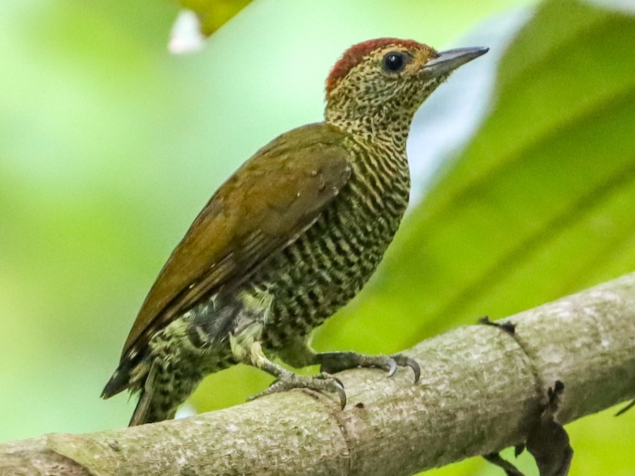 Pito de Guinea (maculosa) - eBird