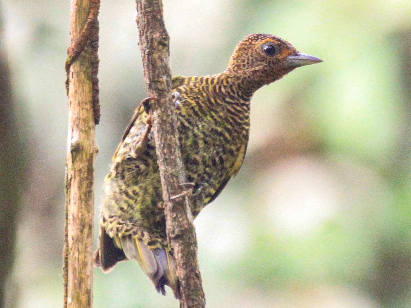 Pito de Guinea - eBird