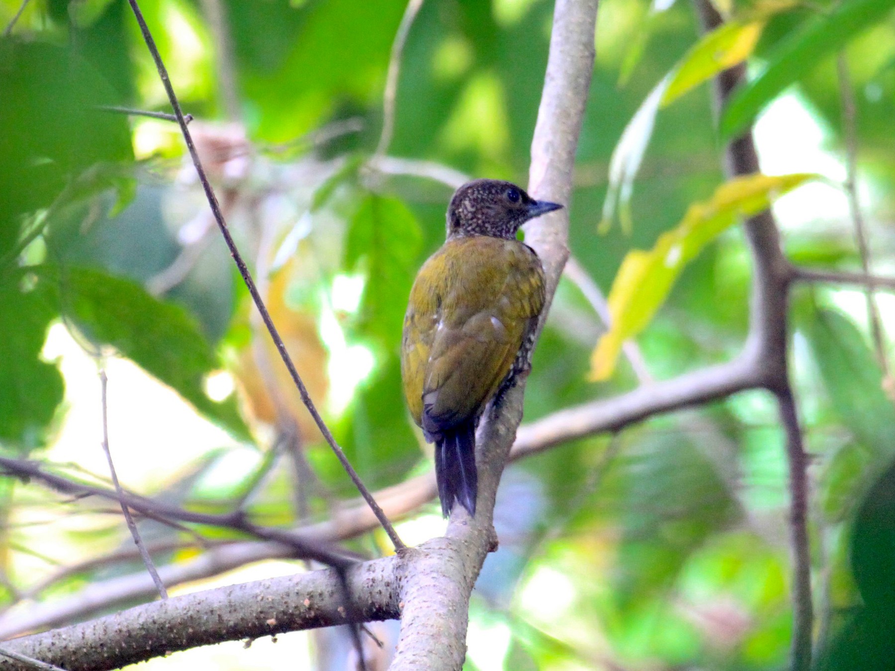 Green-backed Woodpecker (Little Green) - eBird