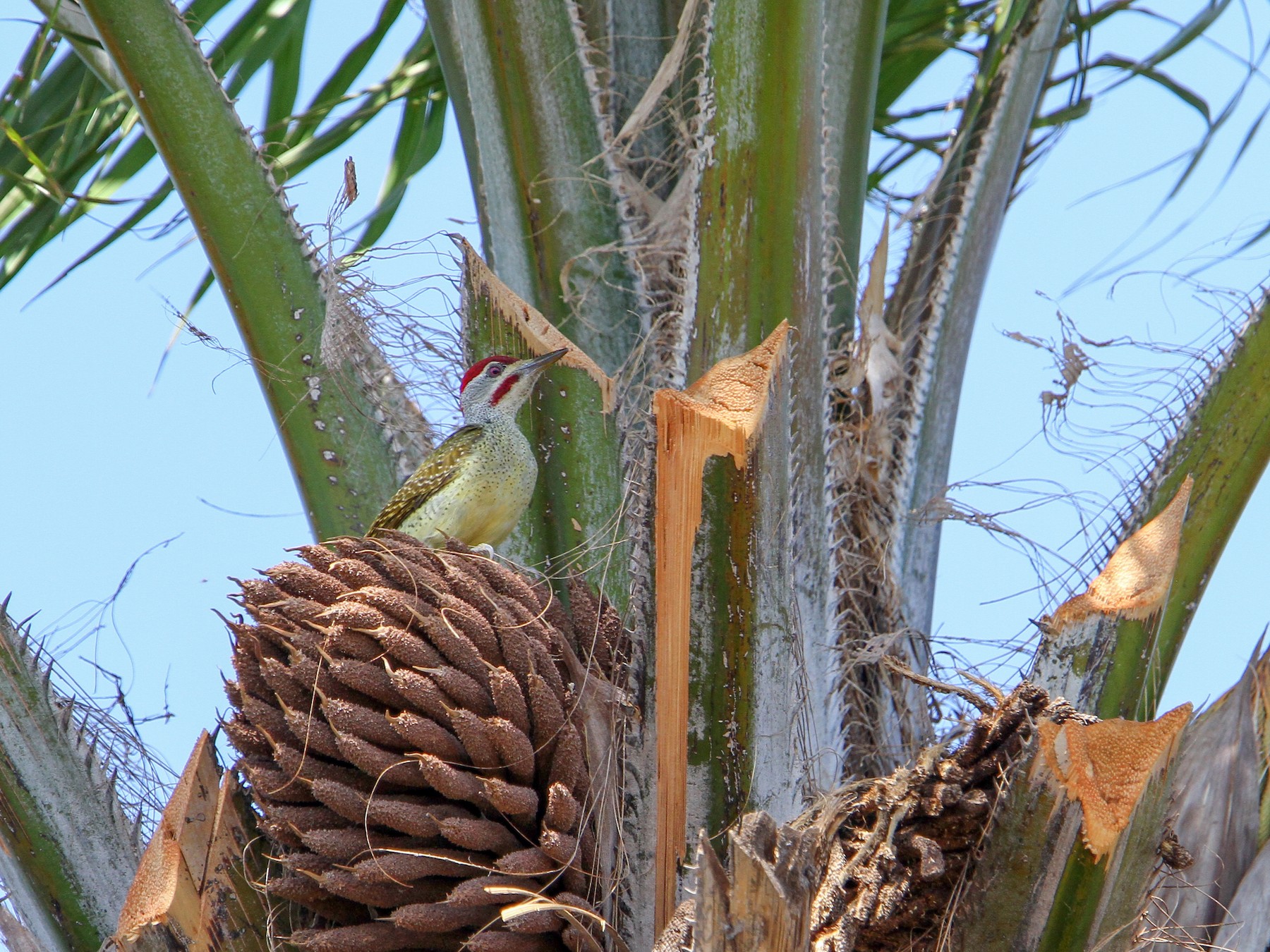 Pito salpicado - eBird