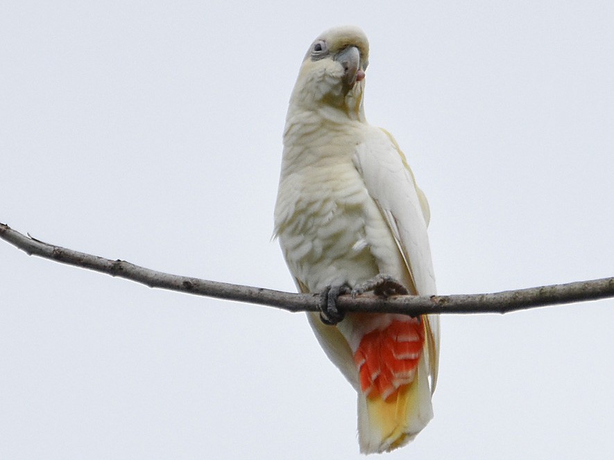 Red-vented Cockatoo - eBird
