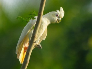 Philippine Cockatoo - eBird