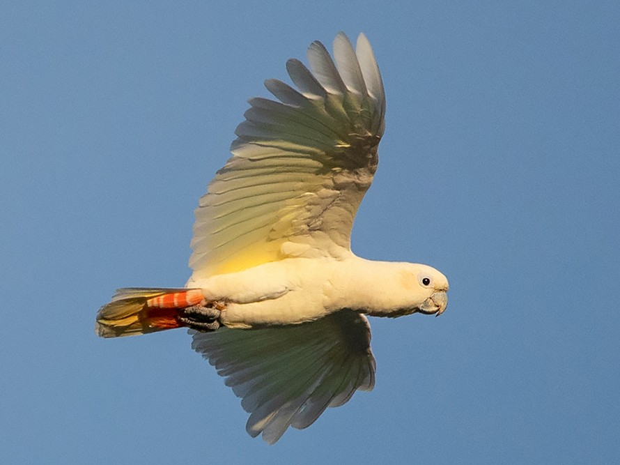 Philippine Cockatoo - eBird