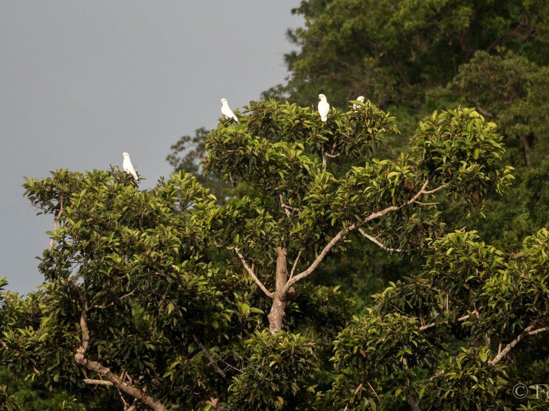 Red-vented Cockatoo - eBird