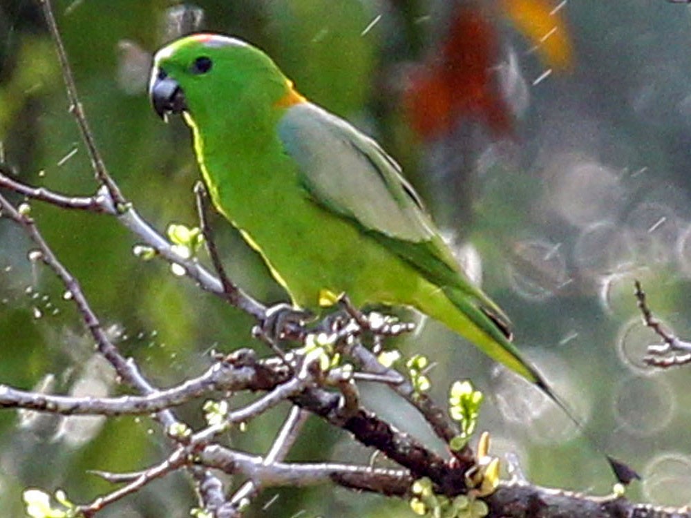 Golden-mantled Racquet-tail - eBird